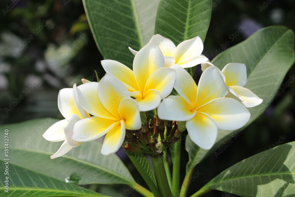 Foto de Stock Yellow and white "Frangipani" flowers (or Plumeria, Jasmine Mango) in St. Gallen ...