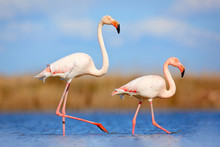 Flamingo Bird Behavior Free Stock Photo - Public Domain Pictures
