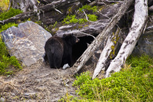 Bear Cave Free Stock Photo - Public Domain Pictures