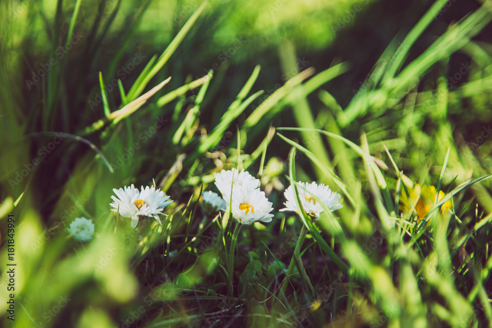 Bellis perennis is a very common European species of daisy, of the ...