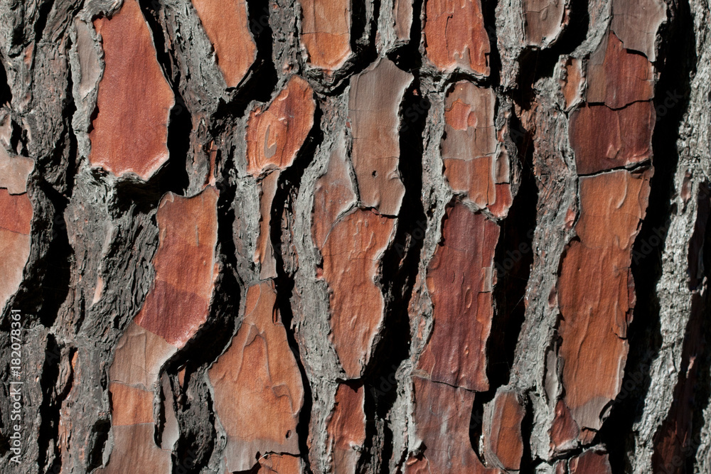 Pine tree bark pattern Stock Photo | Adobe Stock