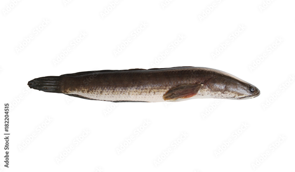 Snakehead fish isolated on white background. Stock Photo | Adobe Stock