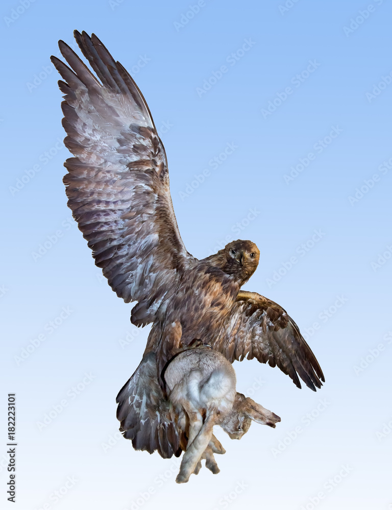 Flying predator carries prey. The eagle hunting hare on blue background ...