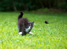 Cat Chasing Butterflies Free Stock Photo - Public Domain Pictures