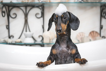 Dachshund Puppies Take A Bath Free Stock Photo - Public Domain Pictures