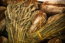 Bread Palm Plant Close-up Free Stock Photo - Public Domain Pictures