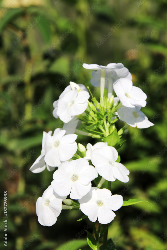 Blooming cultivar garden phlox (Phlox paniculata 'Danielle') in the ...
