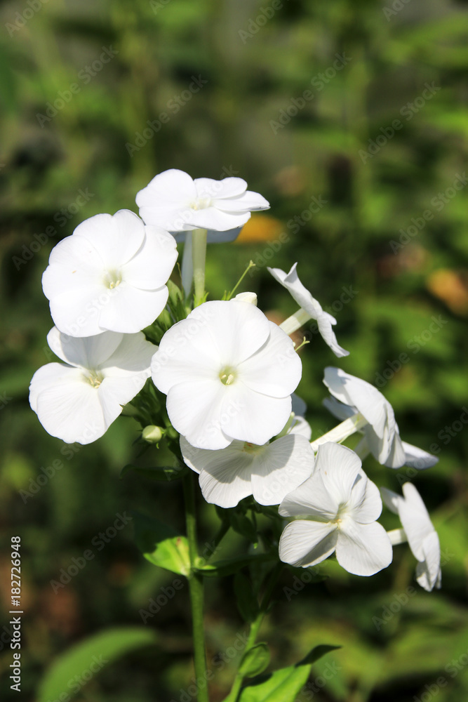 Blooming cultivar garden phlox (Phlox paniculata 'Danielle') in the ...