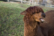 Alpaca Chewing Free Stock Photo - Public Domain Pictures