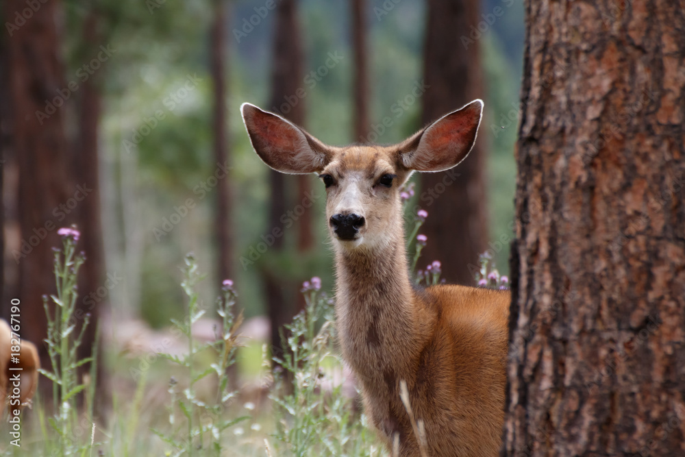 Mule Deer (Odocoileus hemionus) doe in Colorado Stock Photo | Adobe Stock