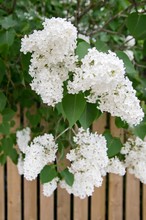 Lilac Fence Free Stock Photo - Public Domain Pictures
