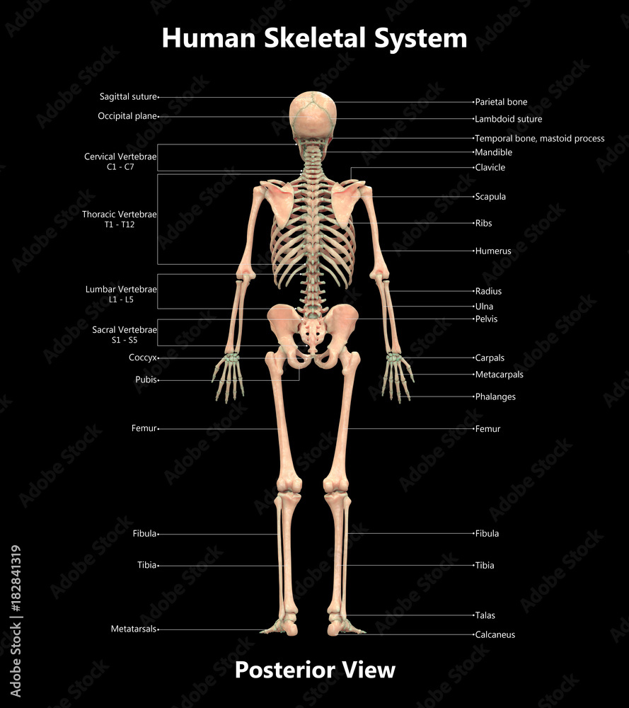 Human Skeleton System Detailed Labels Anatomy (Posterior View) Stock ...
