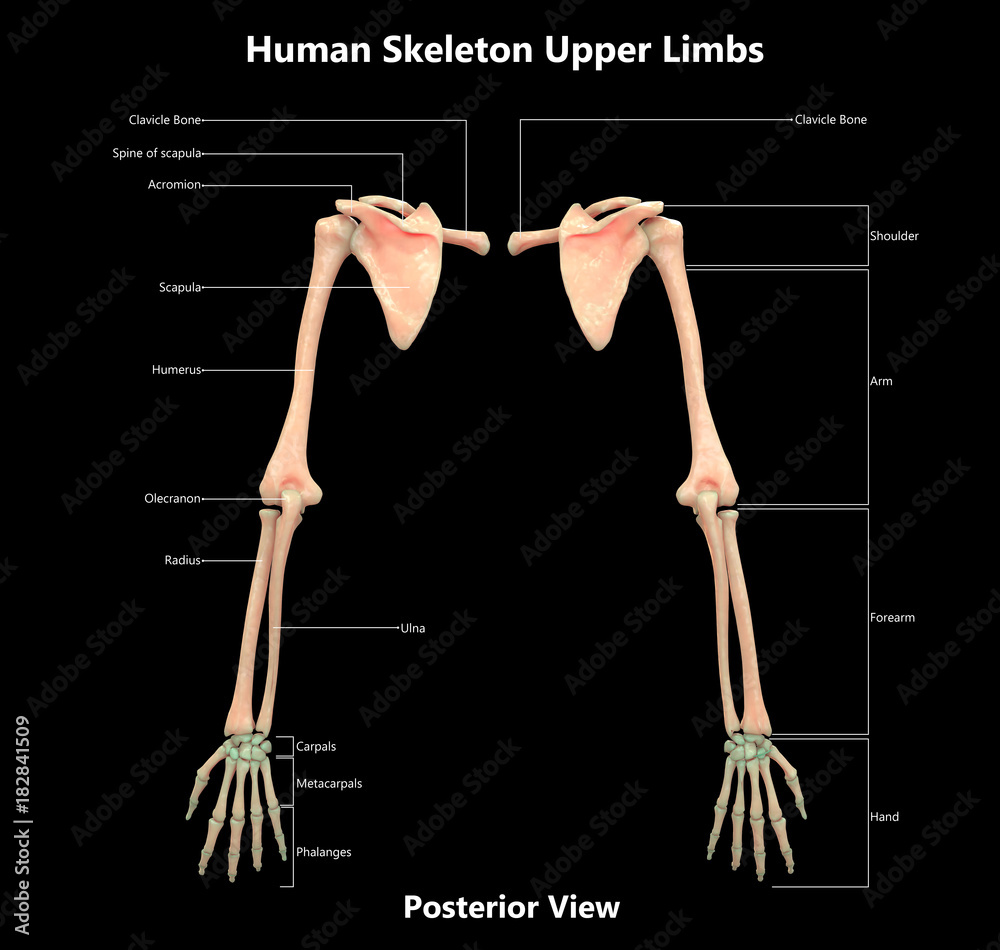 Human Skeleton System Upper Limbs Detailed Labels Anatomy (Posterior ...