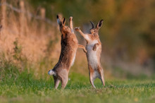 Fighting Hares Free Stock Photo - Public Domain Pictures