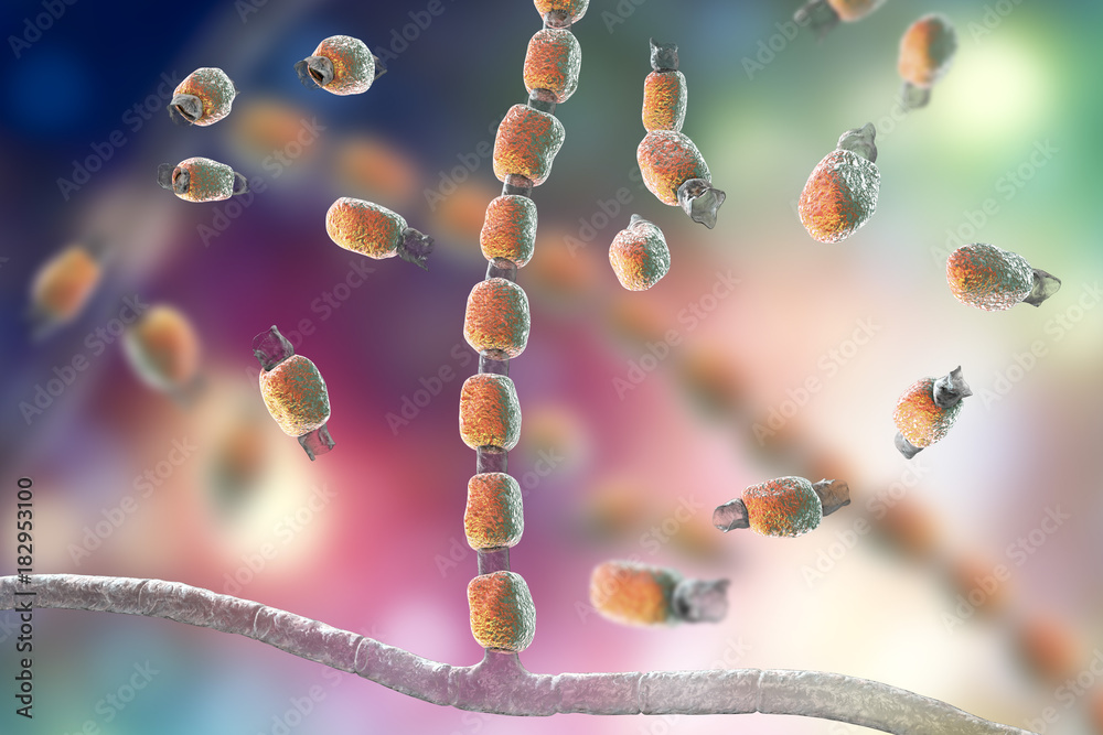 Fungi Coccidioides immitis, saprophytic stage, 3D illustration showing ...