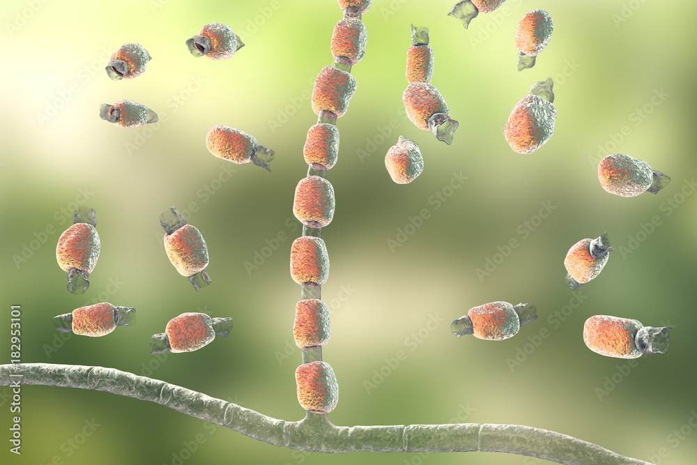 Ilustración de Stock Fungi Coccidioides immitis, saprophytic stage, 3D ...