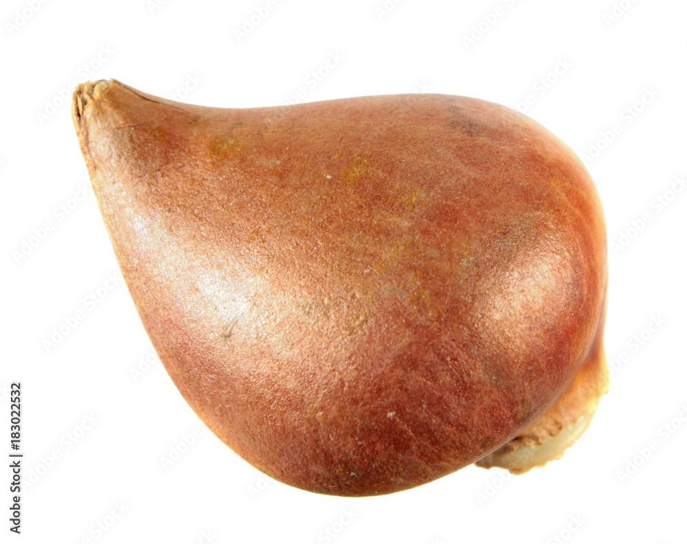 Structure of tulip bulb in the section. Tulip bulb isolated on white ...