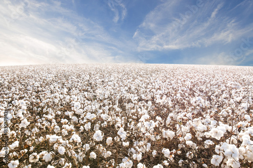 Beautiful Cotton field in West Texas Stock Photo | Adobe Stock
