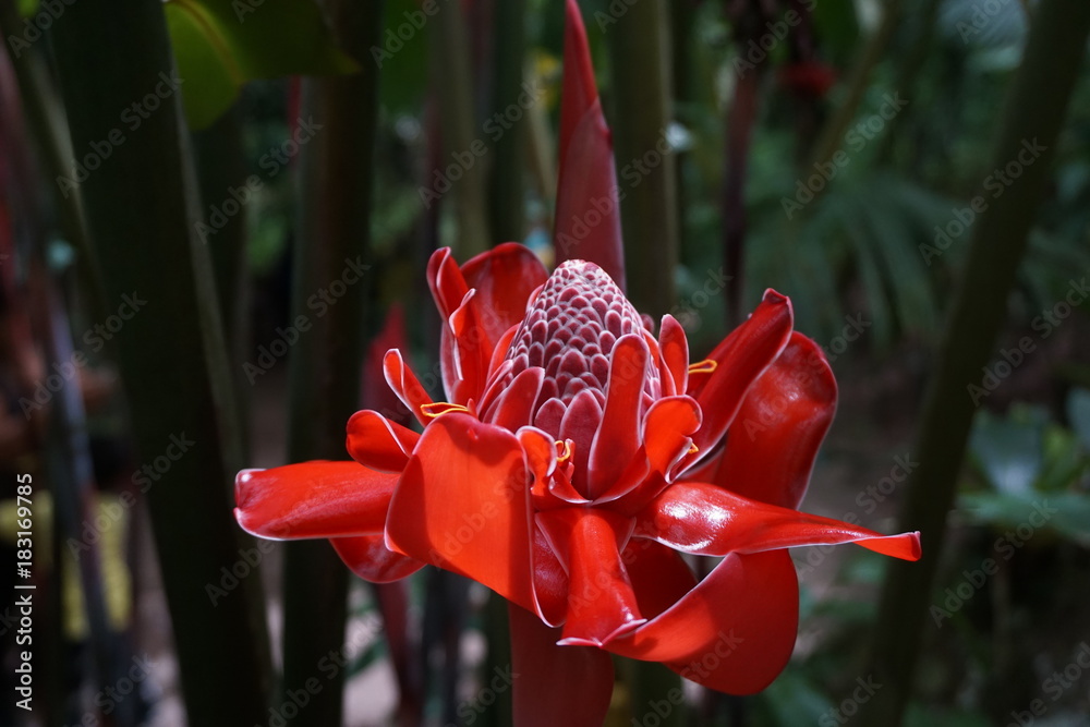 baston del emperador, flor de la selva peruana Stock Photo | Adobe Stock
