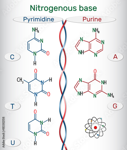 Chemical structural formulas of purine and pyrimidine nitrogenous bases ... Chemical structural formulas of purine and pyrimidine nitrogenous bases ...