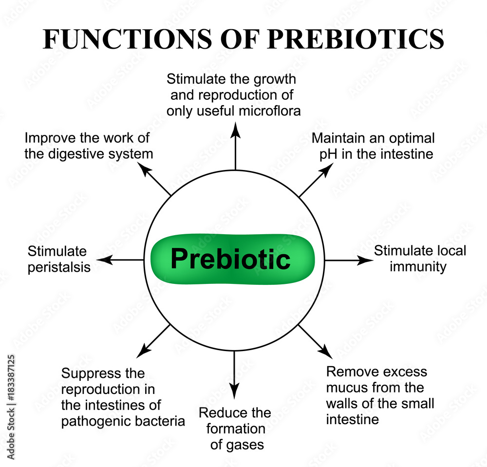 Functions of prebiotics. Infographics. Vector illustration on isolated ...