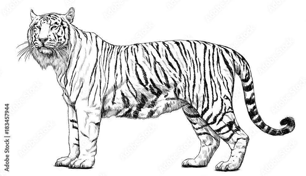 Tiger standing hand draw sketch black line on white background ...