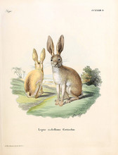 Vintage Illustration Art Bunny Free Stock Photo - Public Domain Pictures