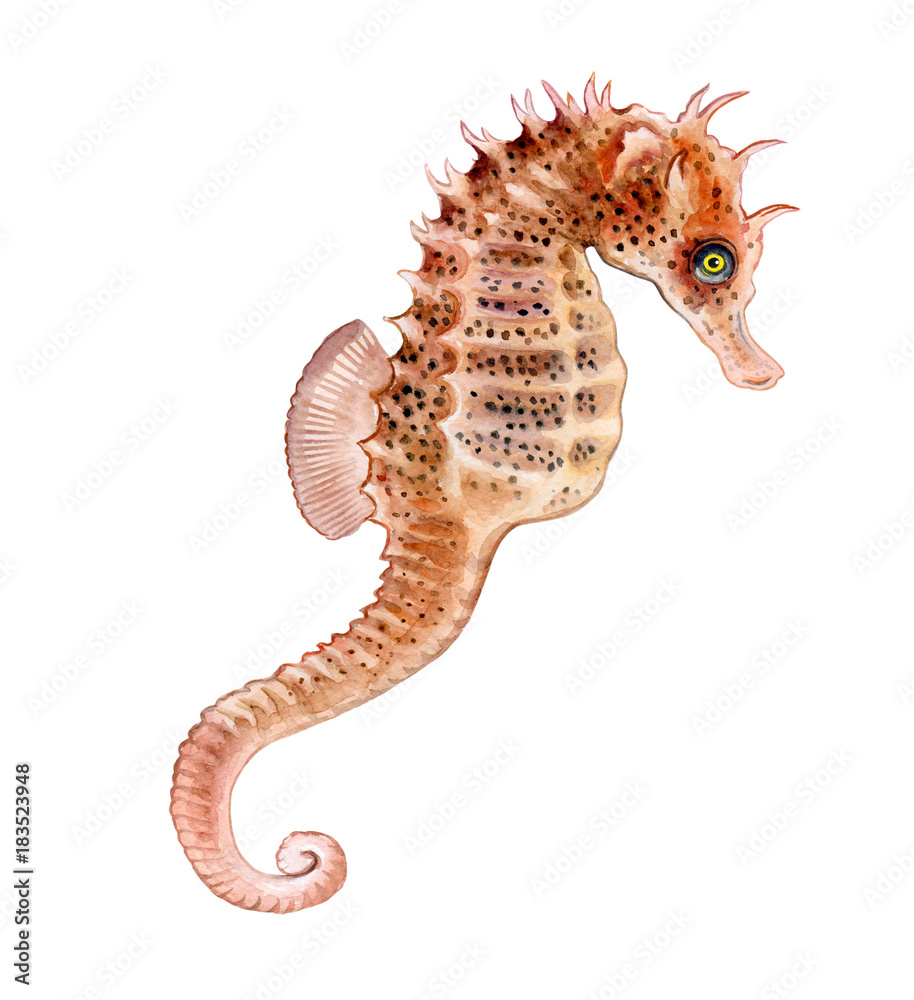 Seahorse isolated on white background. Watercolor. Illustration ...