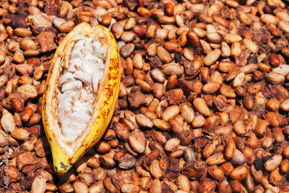 Indonesian cocoa trees plantation harvest - opened ripe pod on drying ...
