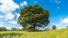 Oak Tree Branches And Blue Sky Free Stock Photo - Public Domain Pictures