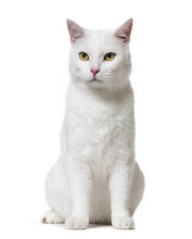 White Cat Free Stock Photo - Public Domain Pictures