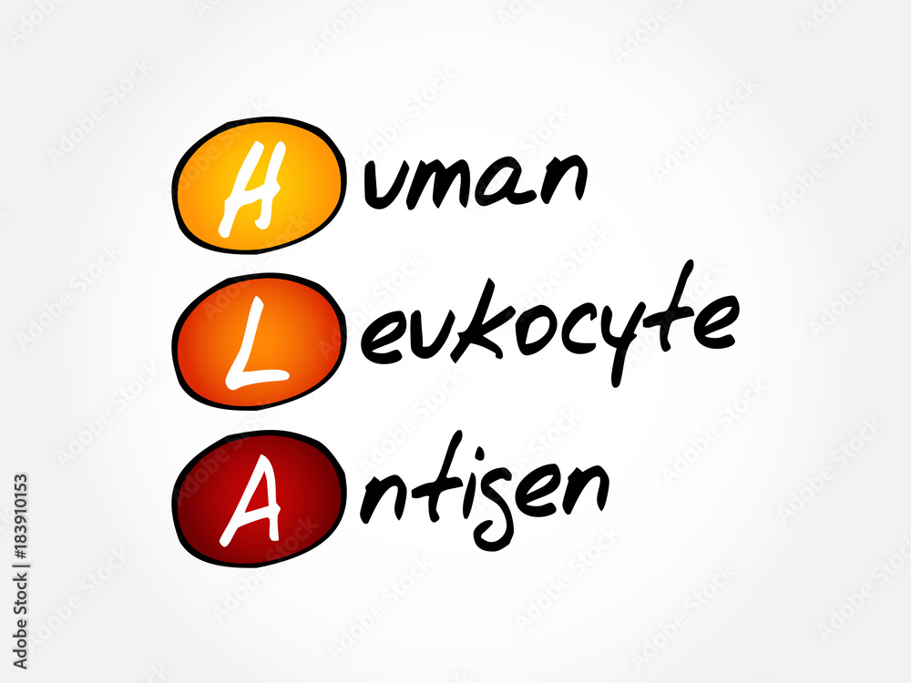 HLA - Human Leukocyte Antigen acronym Stock Vector | Adobe Stock