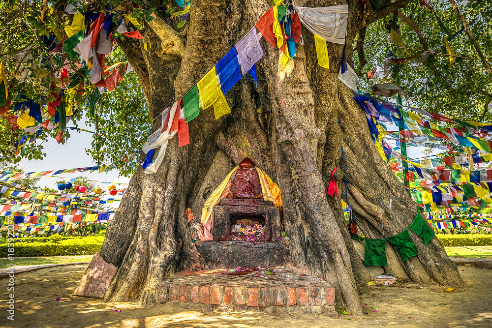 holy tree with a buddhist old temple and flags in nepal. lumbini Stock ...