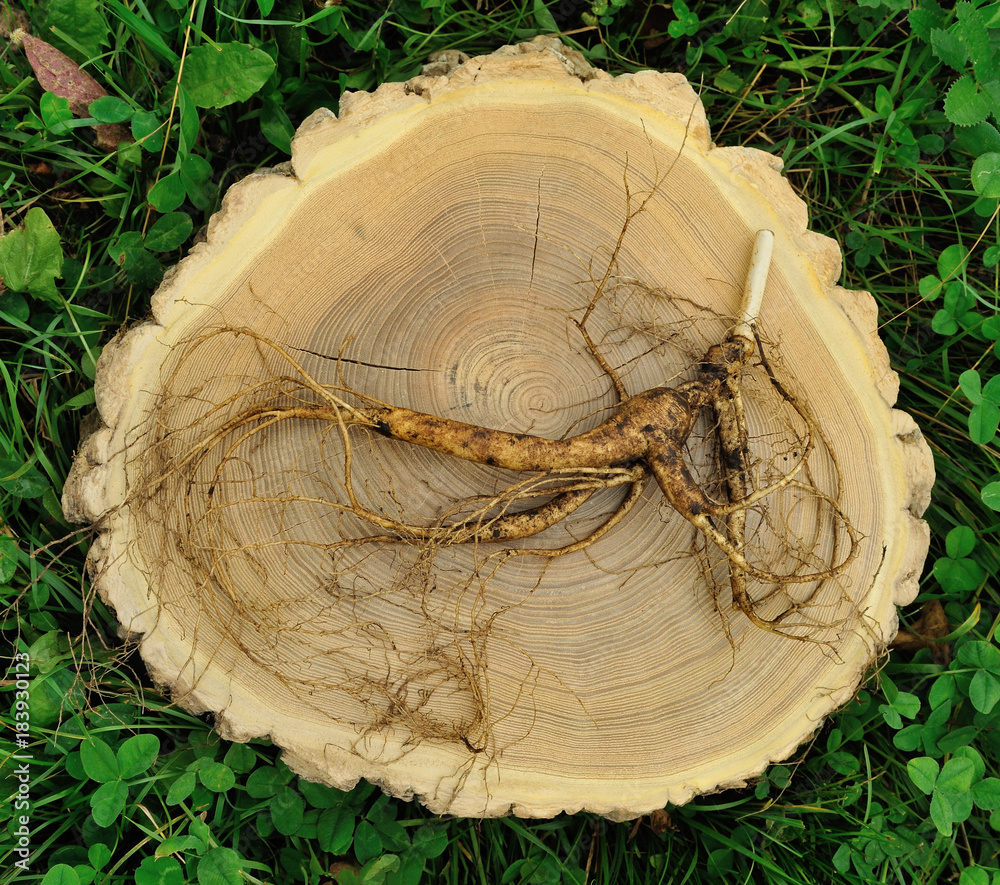 Wild root panax ginseng. A close up of the most famous medicinal plant ...