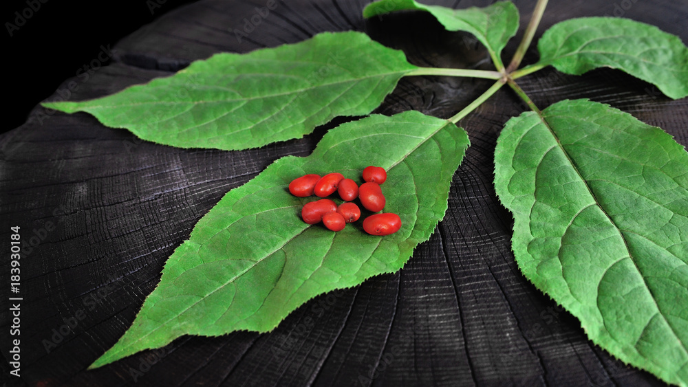 Korean wild root ginseng with berries. A close up of the wild most ...