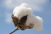 Cotton Fields Free Stock Photo - Public Domain Pictures
