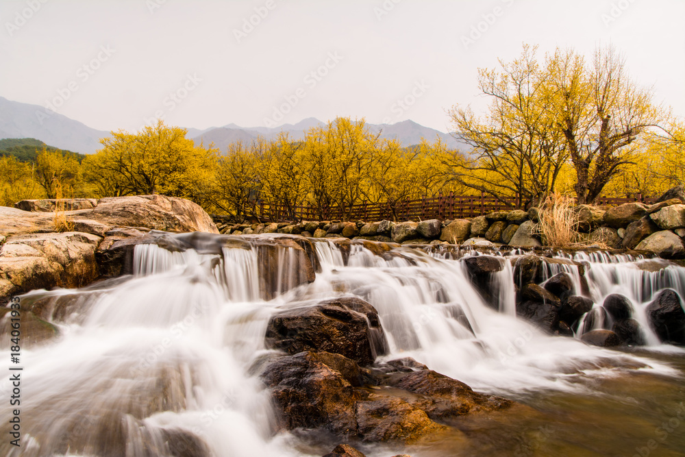 Gurye-gun, Jeollanam-do, South Korea - Japanese cornlian cherry Sansuyu ...