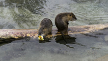 Leave It To Beaver Free Stock Photo - Public Domain Pictures