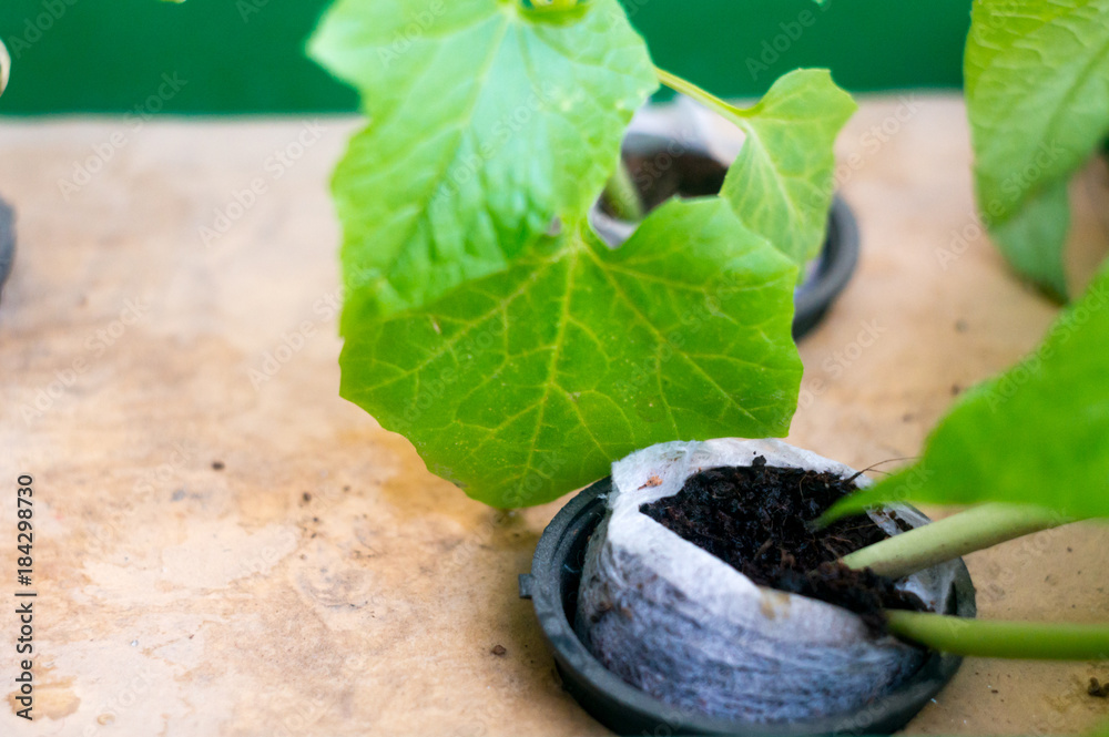 Bean, Brinjal plants grown hydroponically in a net pot in coco coir ...