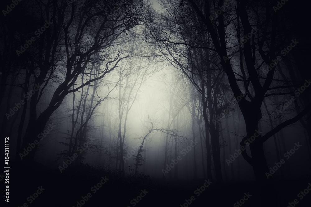 Dark Fantasy Forest Background
