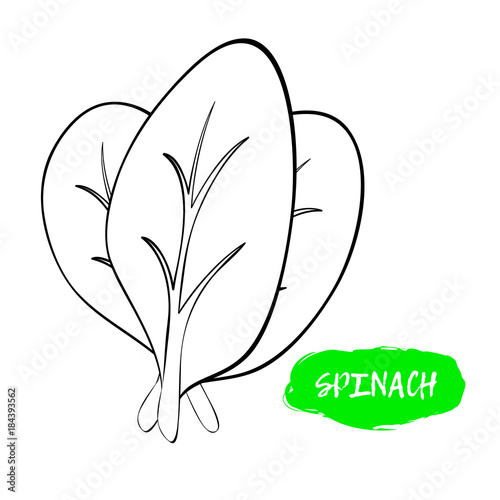 Vector illustration of spinach. Sketch, outline. Coloring on the topic ...