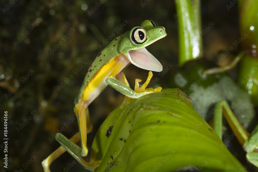 Lemur leaf frog (Agalychnis [Hylomantis] lemur), with open mouth ...