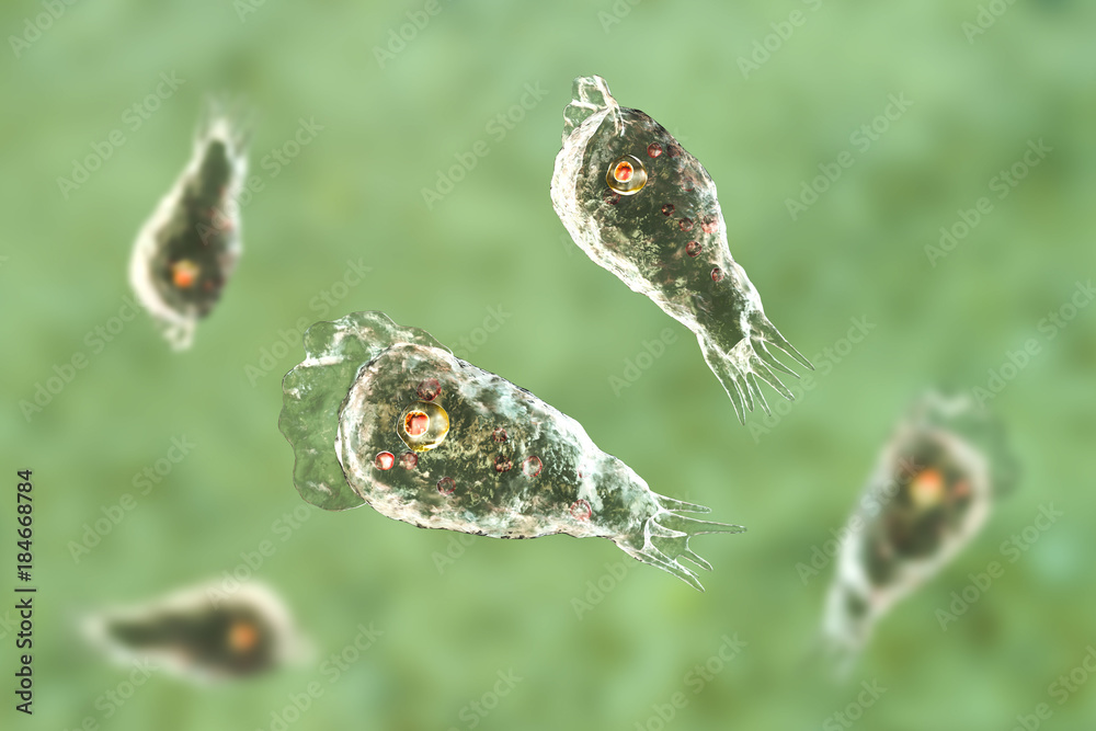 Brain-eating amoeba infection, naegleriasis. Trophozite, infectious ...