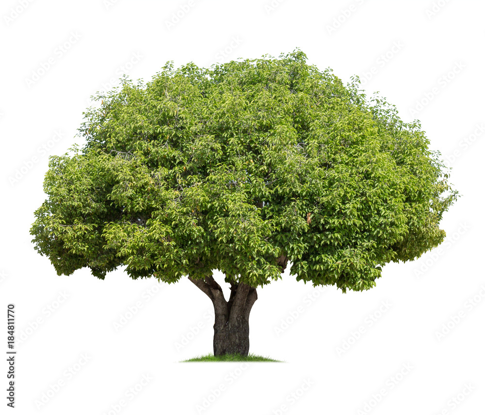 Tree isolated on white background high resolution for graphic decoration, suitable for both web ...