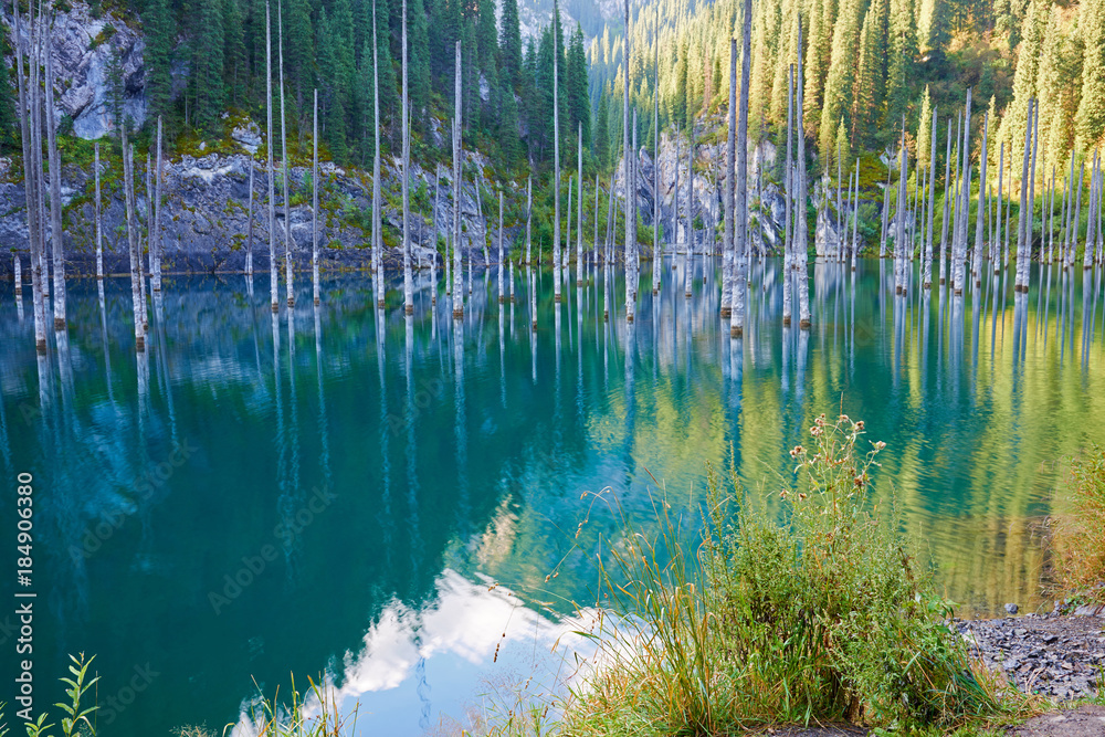 Beautiful trees rise above the water’s surface from the bottom of the ...