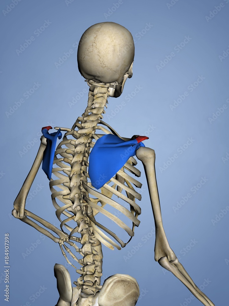 Acromion of Scapula M-SKEL-SCAPULA-ACROMION 12, 3D Model Stock ...