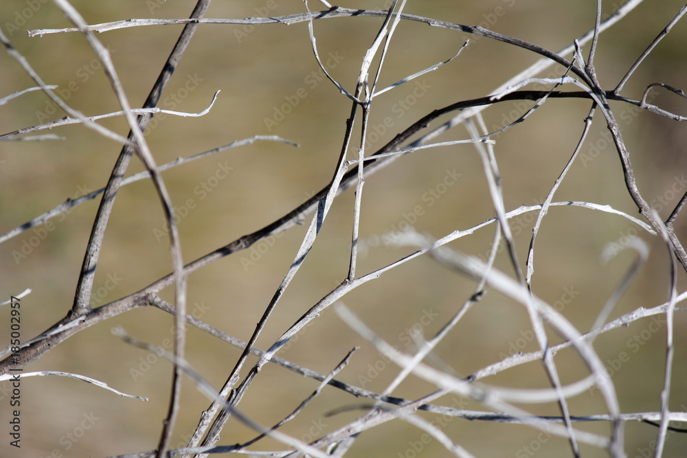 Abstract twig background, twig textures, tree branch textures Stock ...