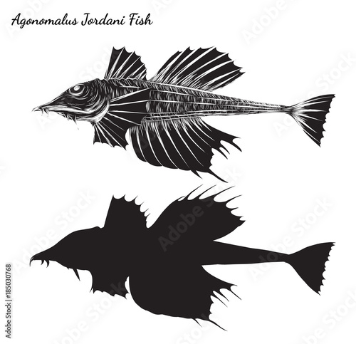 Agonomalus Jordani fish art highly detailed in line art style.Fish ...
