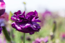 Purple Buttercup Flowers Free Stock Photo - Public Domain Pictures
