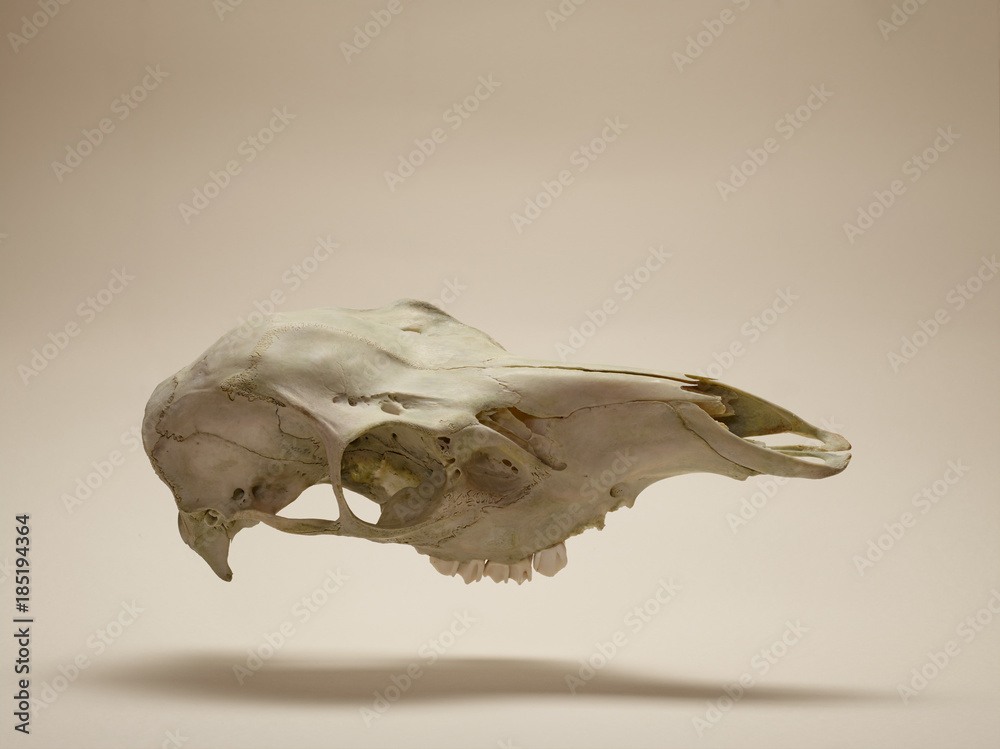 Sheep Skull Stock Photo | Adobe Stock